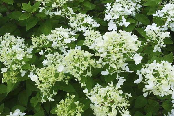 Departments - Panicle Hydrangea 'Bombshell' 3 Gallon