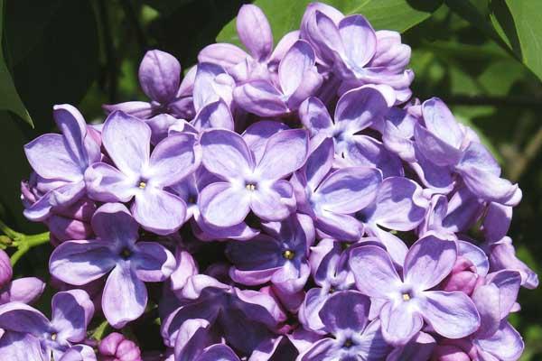 Departments - Lilac 'Albert F. Holden' 3 Gallon