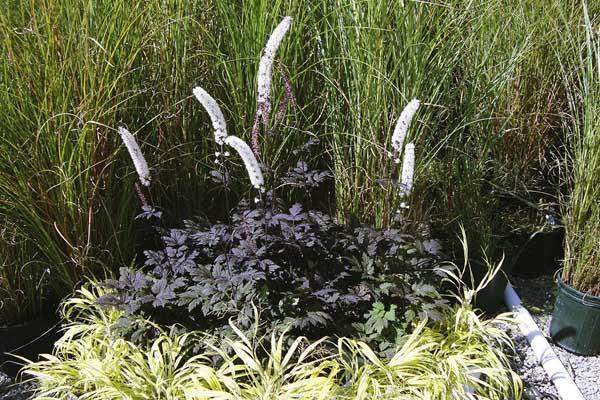 Departments - Bugbane 'Hillside Black Beauty' 2 Gallon
