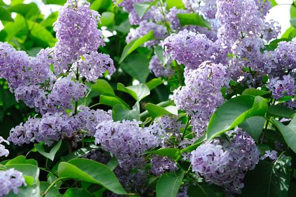 Departments - Lilac 'Lavender Lady' 3 Gallon