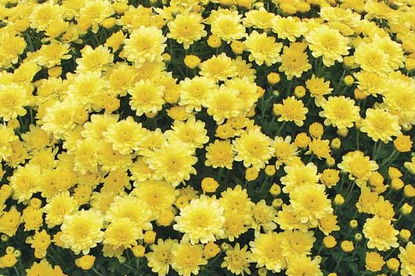 Departments - Fall Mum Chelsey™ Yellow 12"