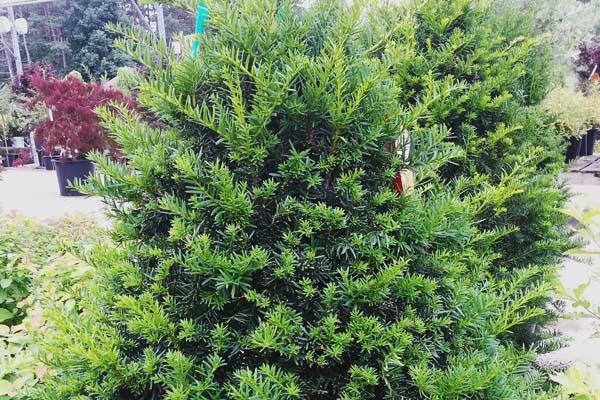 Departments - Japanese Yew 'Capitata' 3 Gallon