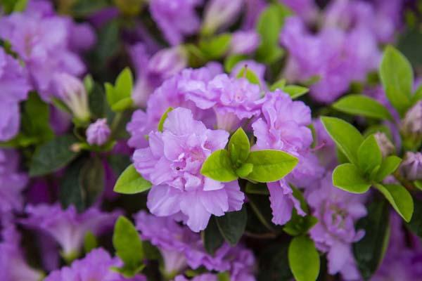 Azaleas