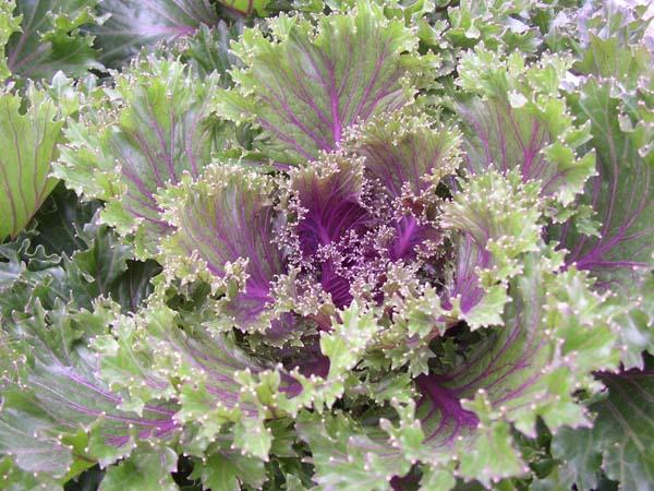 Departments - Flowering Kale 'Nagoya Red' 2 Gallon