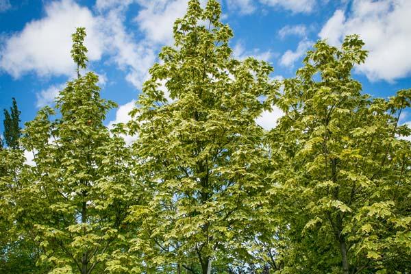 Departments - Norway Maple 'Harlequin' 15 Gallon