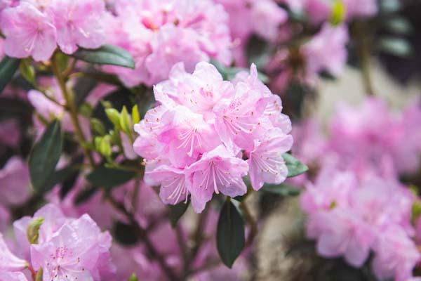 Rhododendrons