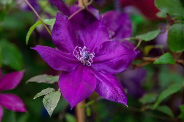 Departments - Clematis Amethyst Beauty™ 1 Gallon