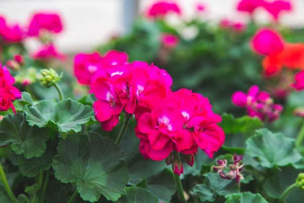 Departments - Zonal Geranium Calliope® Large Hot Rose 6"