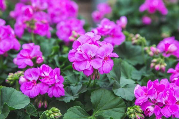 Departments - Zonal Geranium Calliope® Large Lavender 6 Inch