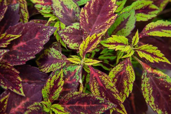Departments - Coleus 'Pineapple Splash' Quart
