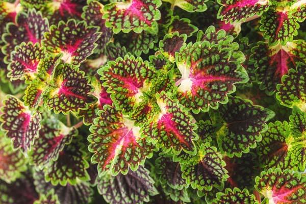 Departments - Coleus ColorBlaze® 'Strawberry Drop' Quart
