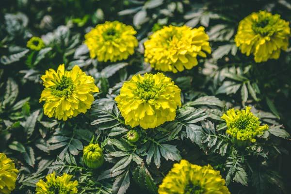 Departments - Marigold inca II® Yellow 4in