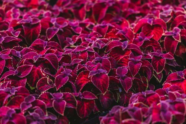 Departments - Coleus Wizard® 'Velvet Red' Cell Pack