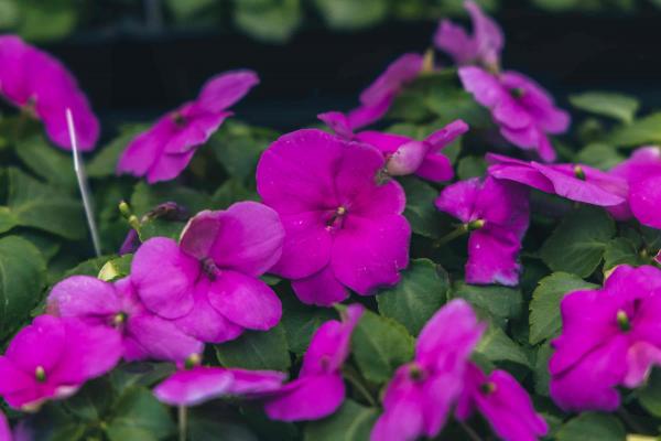 Departments - Impatiens Xtreme™ 'Lilac' Cell Pack