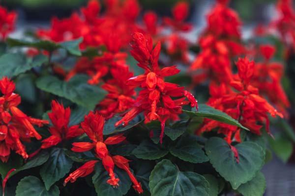 Departments - Flowering Sage 'Lighthouse Red' 4 Inch