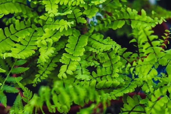 Departments - Five Finger Maidenhair Fern 1 Gallon