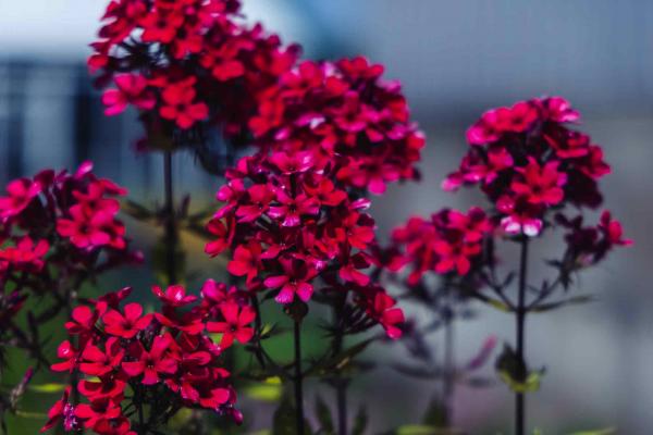 Phlox