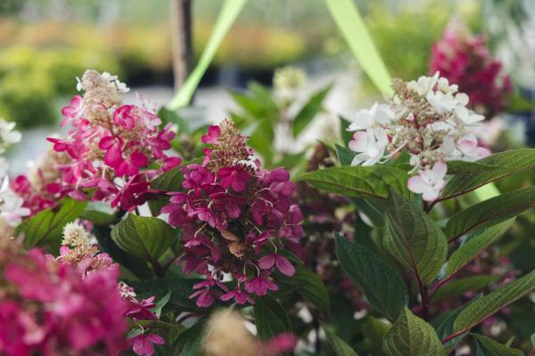 Departments - Panicle Hydrangea Lavalamp™ Flare™ 3 Gallon