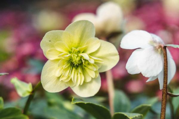 Hellebores