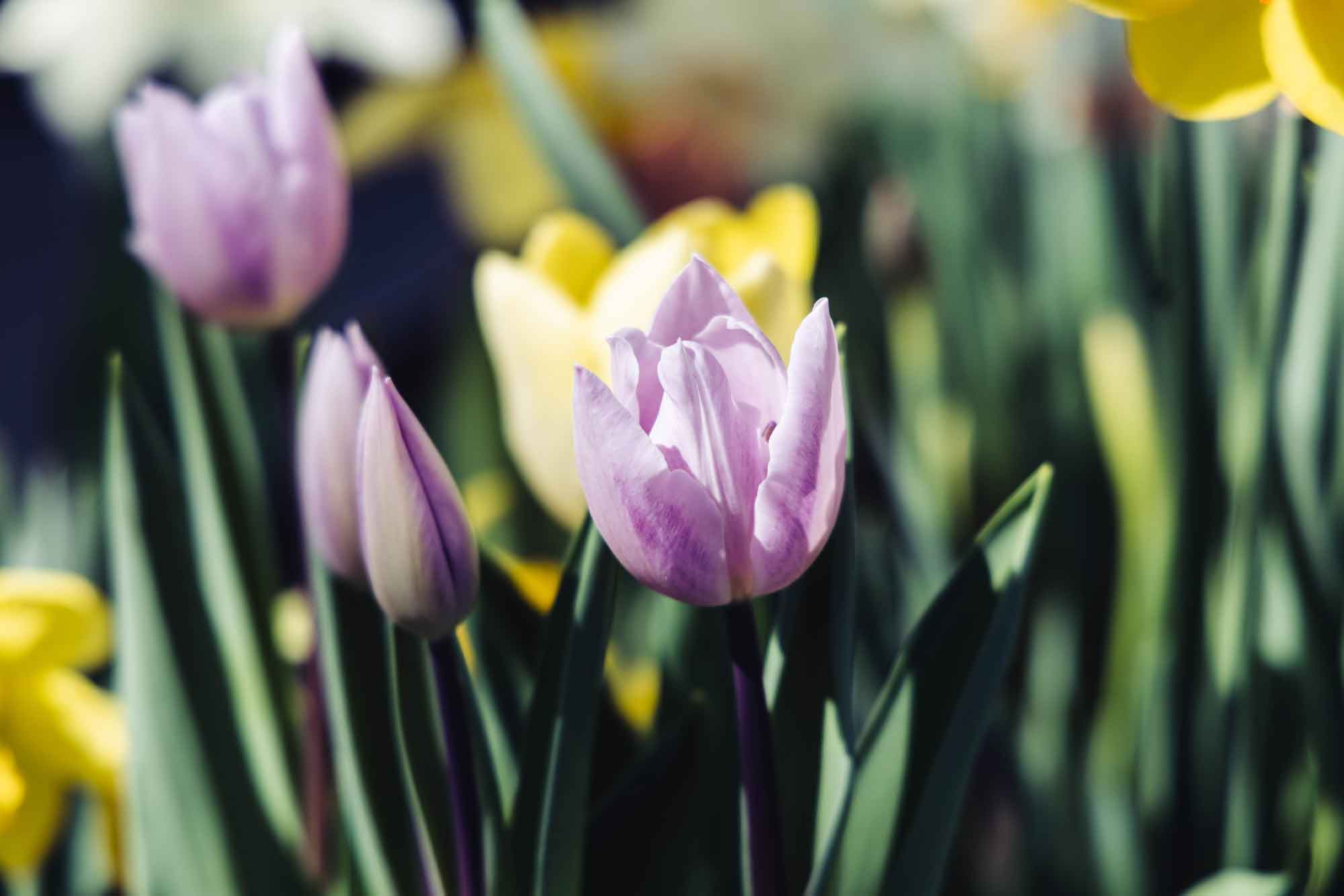 Departments - Tulip Royal Prince Mix 10 inch