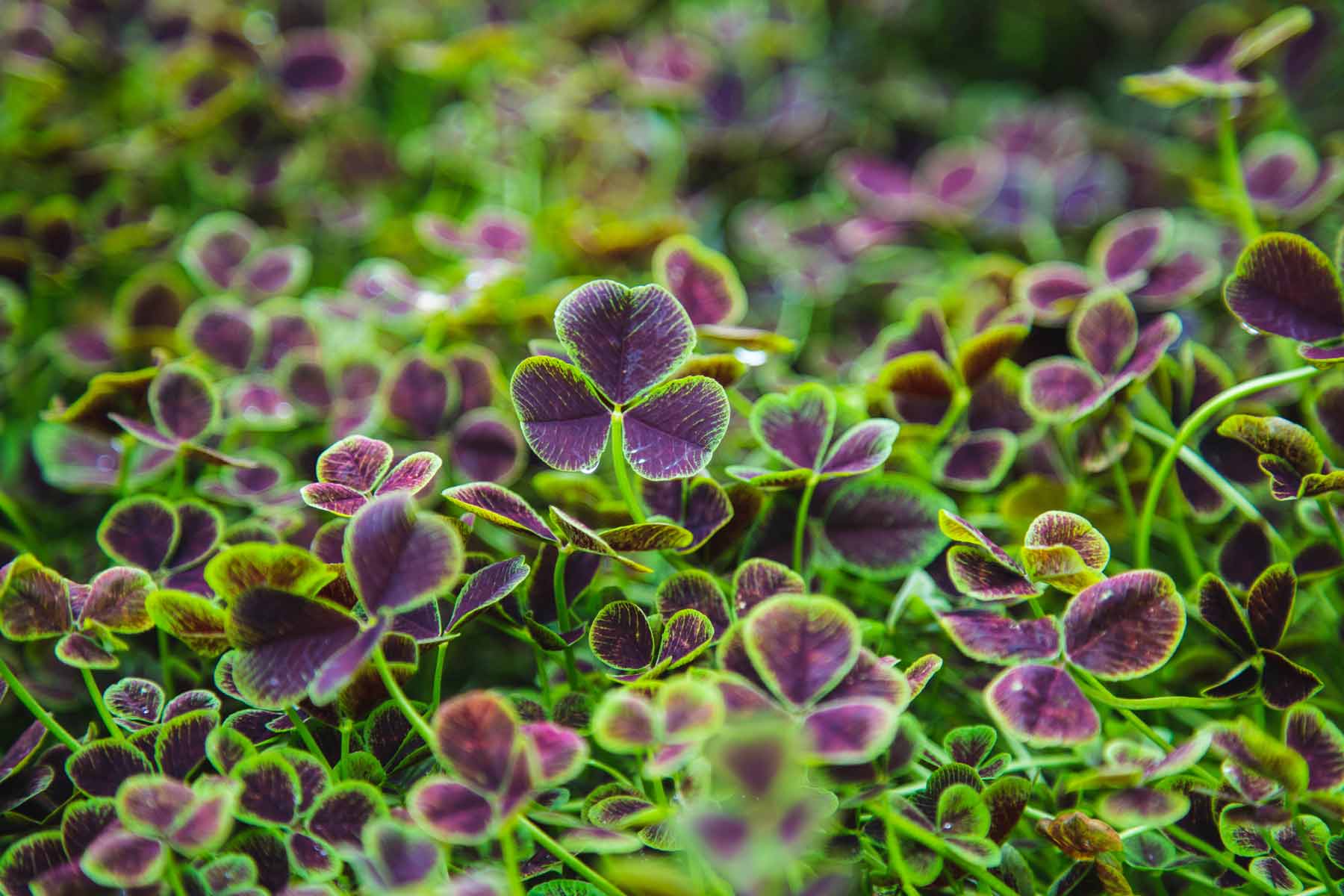 Departments - Purple Clover 'Purpurascens' Market Basket