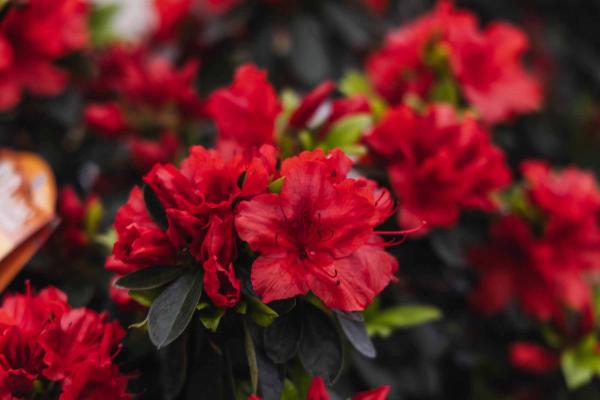 Departments - Evergreen Azalea 'Girard's Hot Shot' 7 Gallon