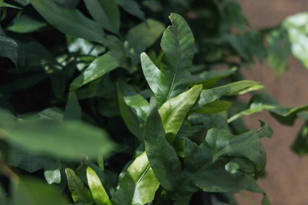 Indoor Ferns