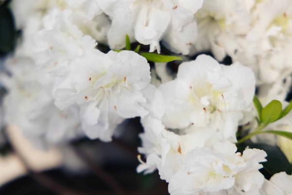 Departments - Evergreen Azalea 'Dwarf Double White' 7 Gallon