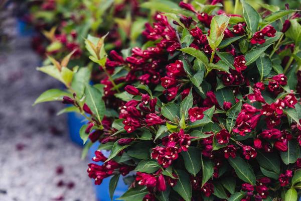 Departments - Weigela Maroon Swoon® 3 Gallon