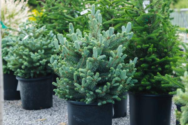 Spruces