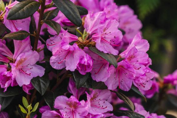 Rhododendrons