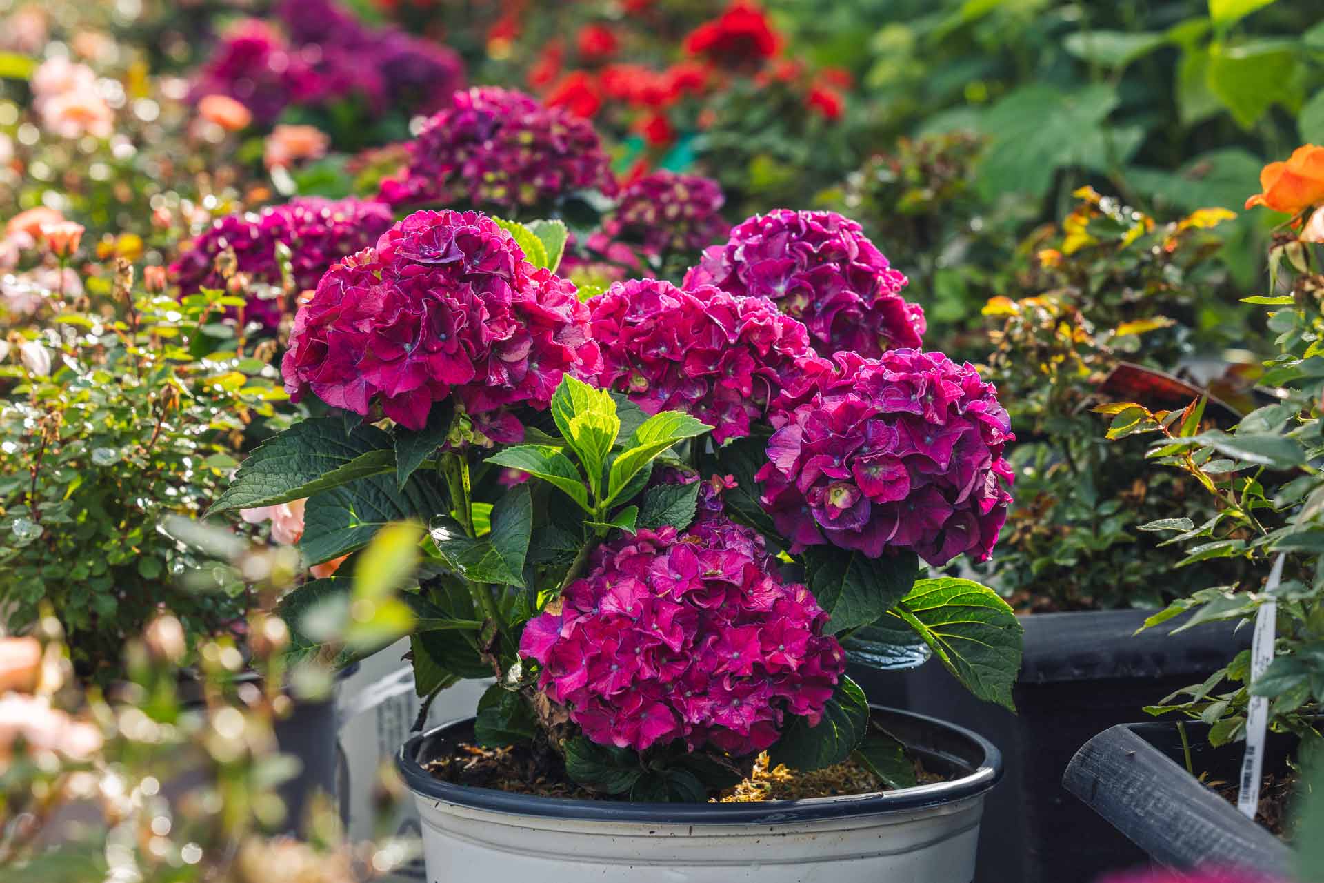 Departments - Mophead Hydrangea Wee Bit Grumpy® 3 Gallon