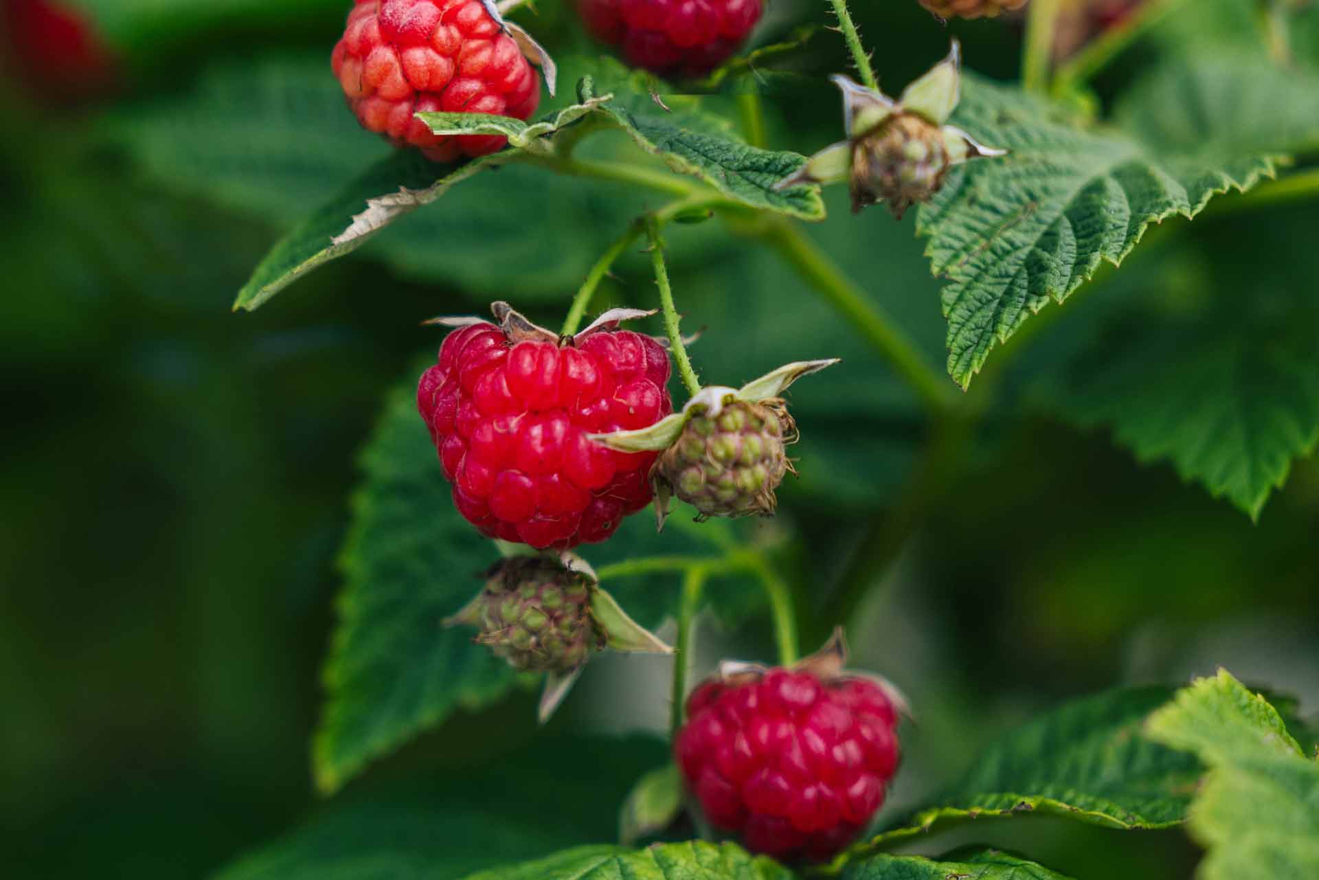 Departments - Red Raspberry 'Latham' 3 Gallon