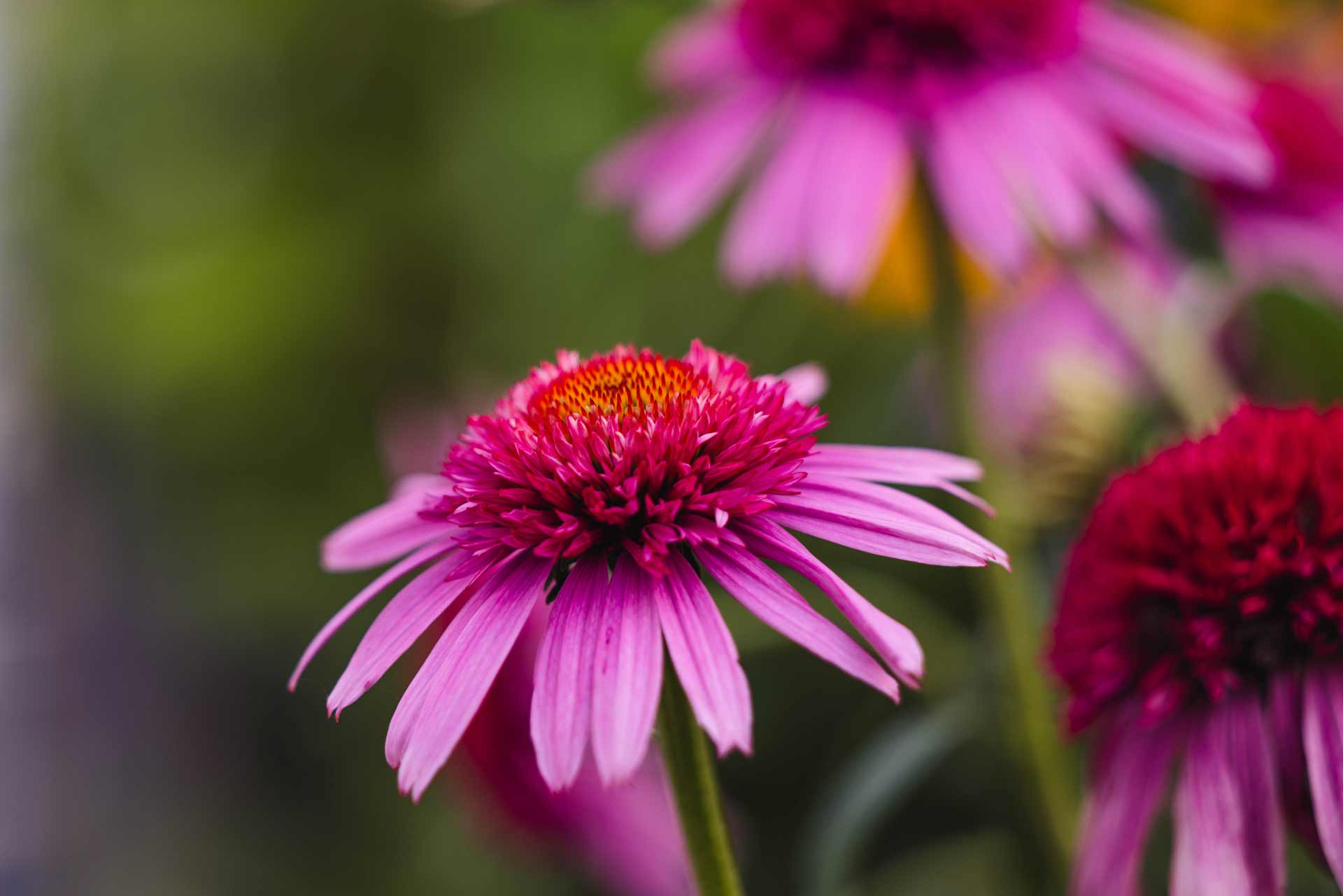 Coneflowers