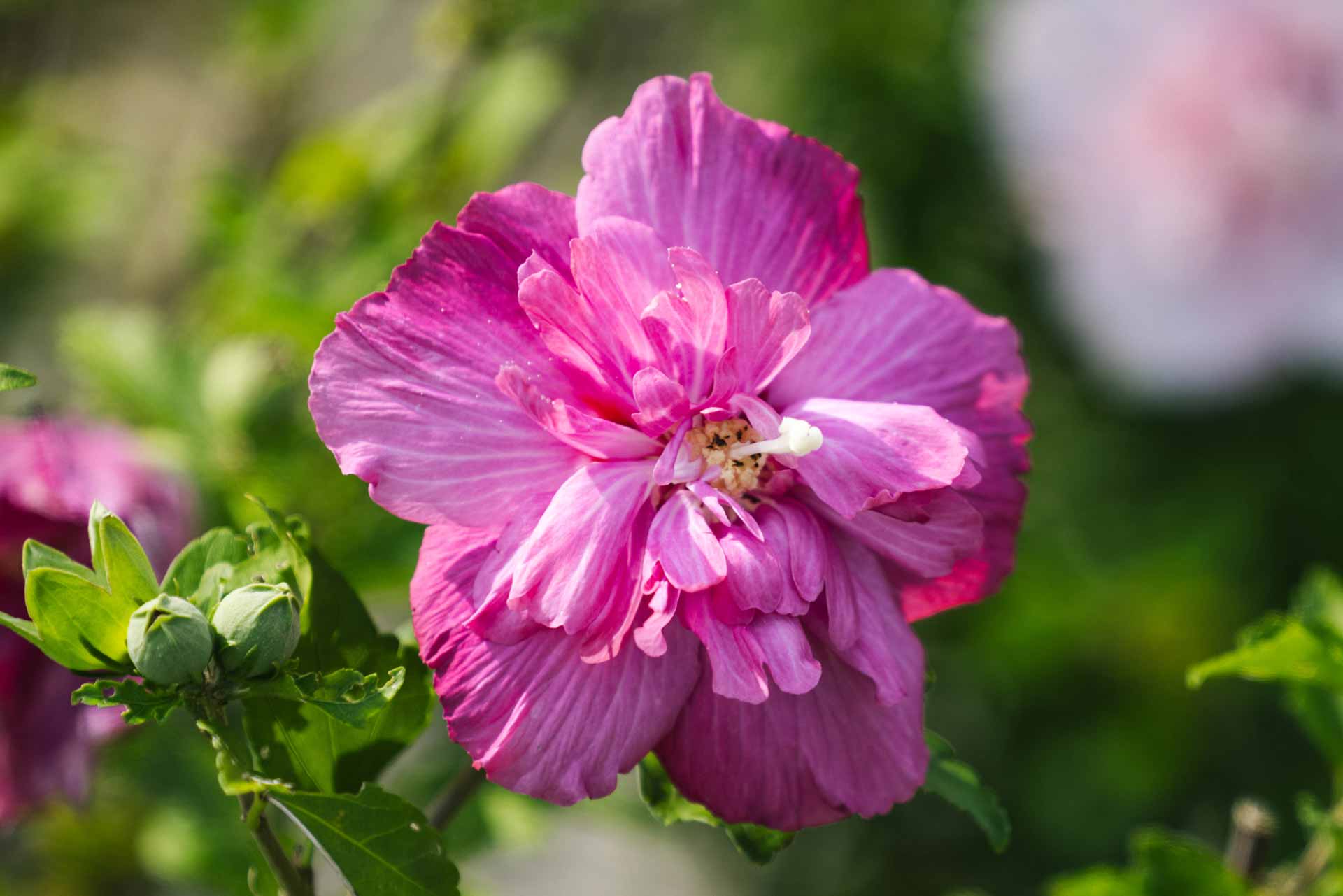 Departments - Rose of Sharon Magenta Chiffon® 3 Gallon