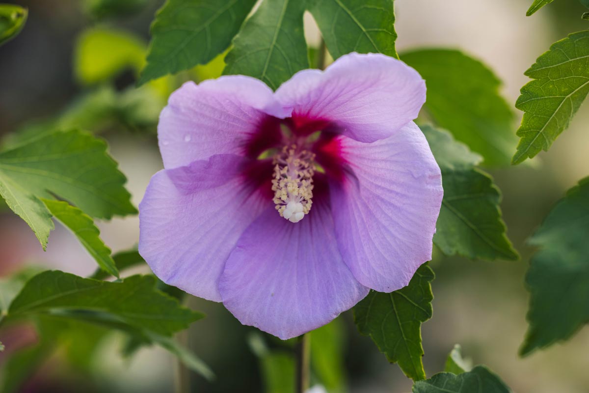 Rose of Sharon