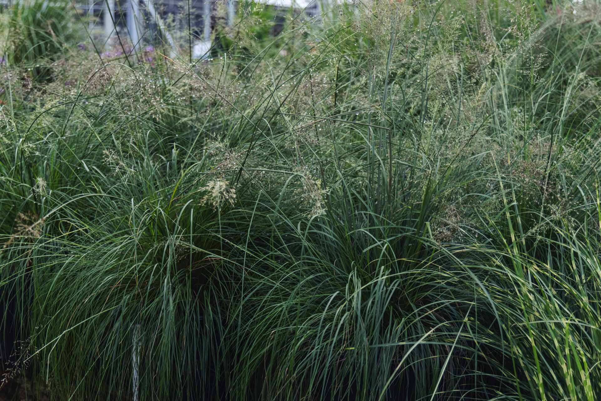 Departments - Prairie Dropseed 3 Gallon
