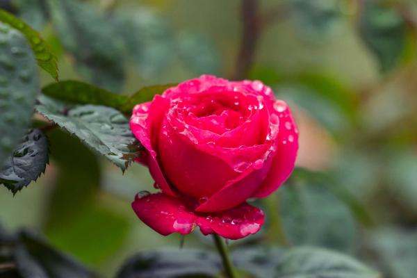 Departments - Hybrid Tea Rose Eleganza® Fiji™ 5 Gallon