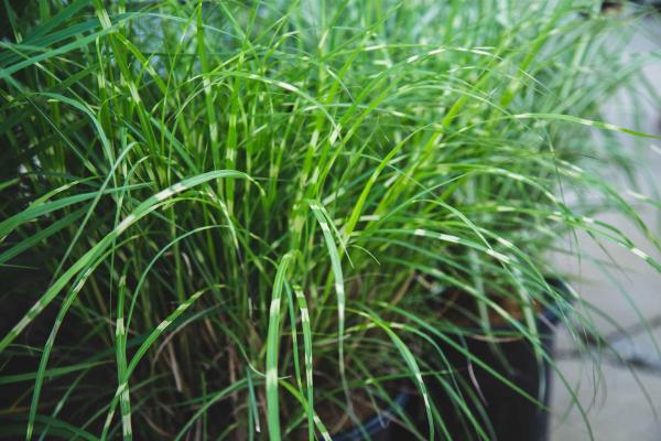 Departments - Dwarf Zebra Grass 'Little Zebra' 2 Gallon