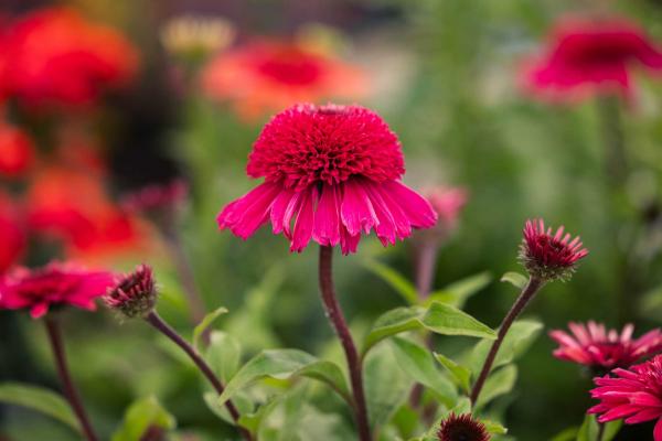 Departments - Coneflower Double Coded® Raspberry Beret 1 Gallon