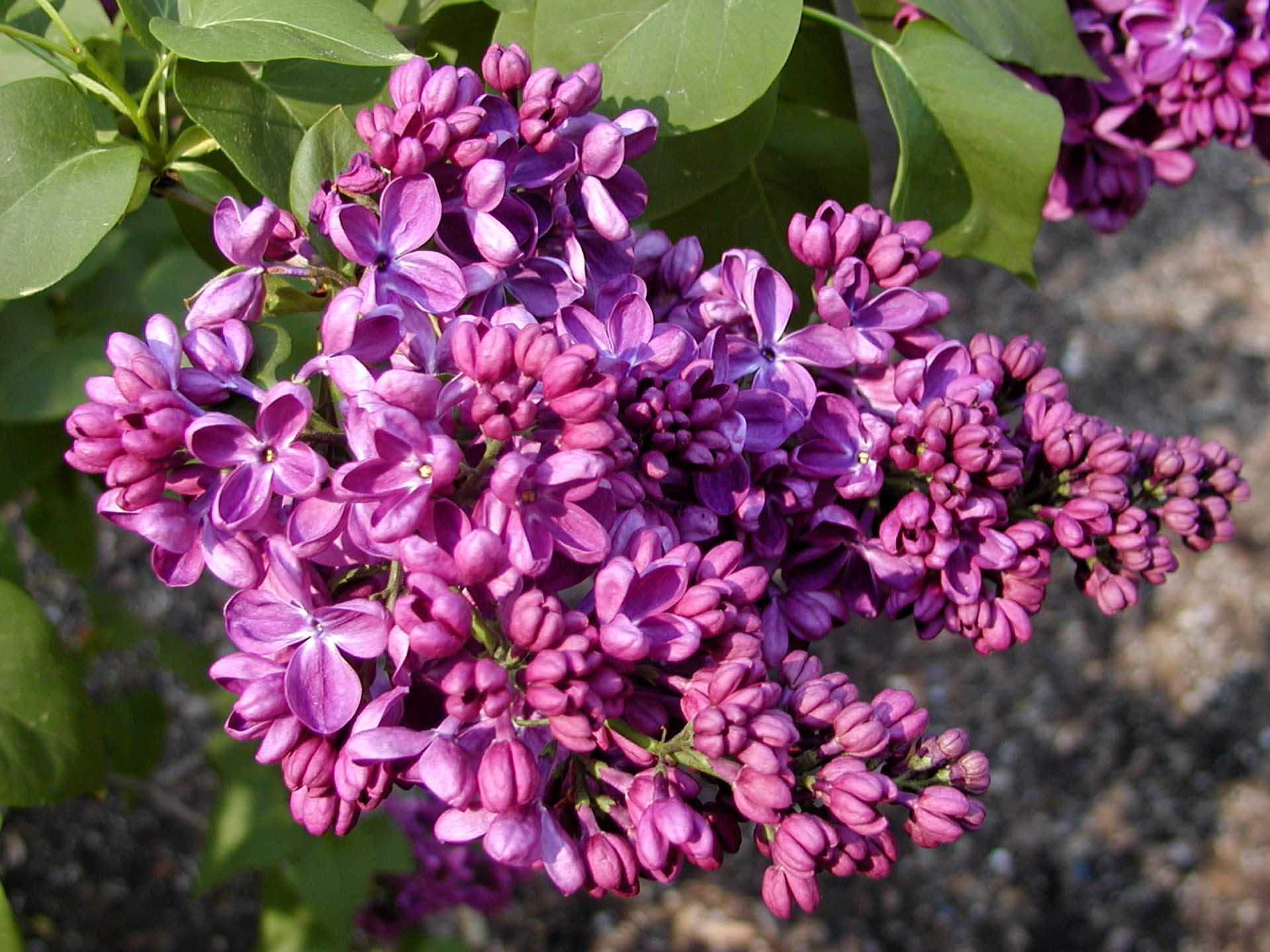 Departments - Lilac 'Declaration' 3 Gallon